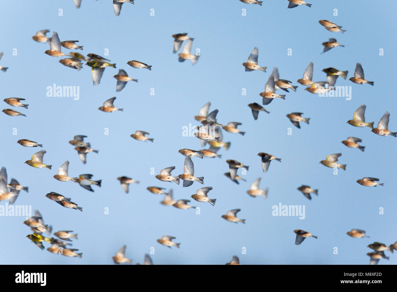 Akkervogels hi-res stock photography and images - Alamy