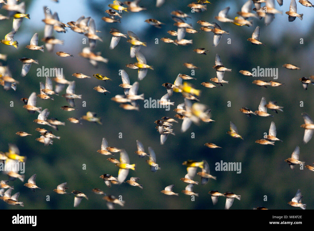 Akkervogels hi-res stock photography and images - Alamy