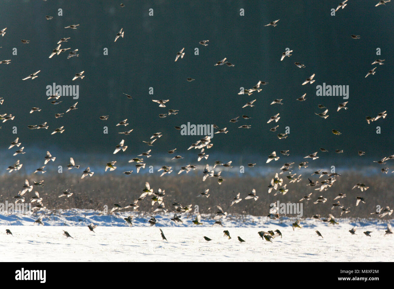 Akkervogels hi-res stock photography and images - Alamy
