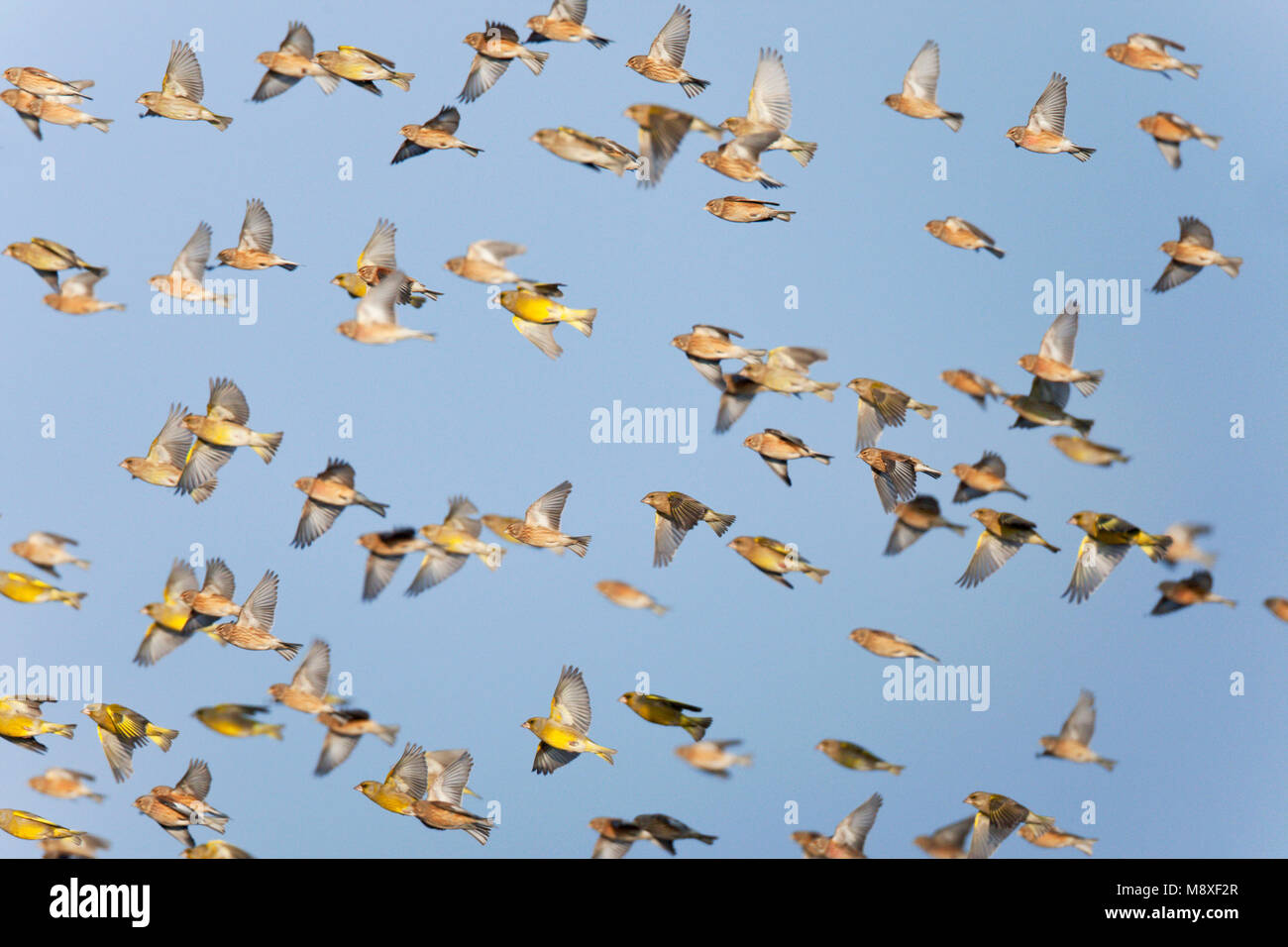 Akkervogels hi-res stock photography and images - Alamy