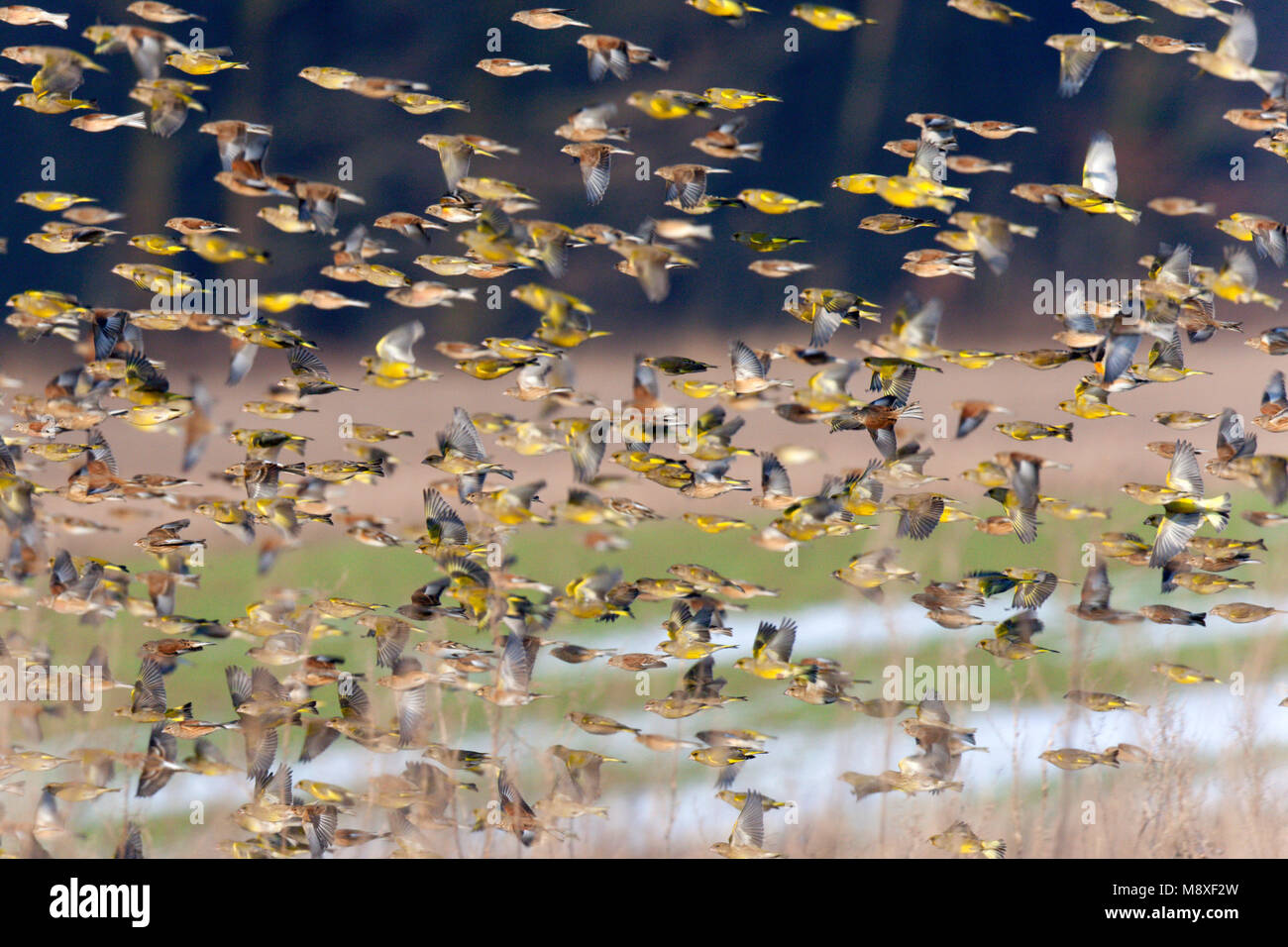 Akkervogels hi-res stock photography and images - Alamy
