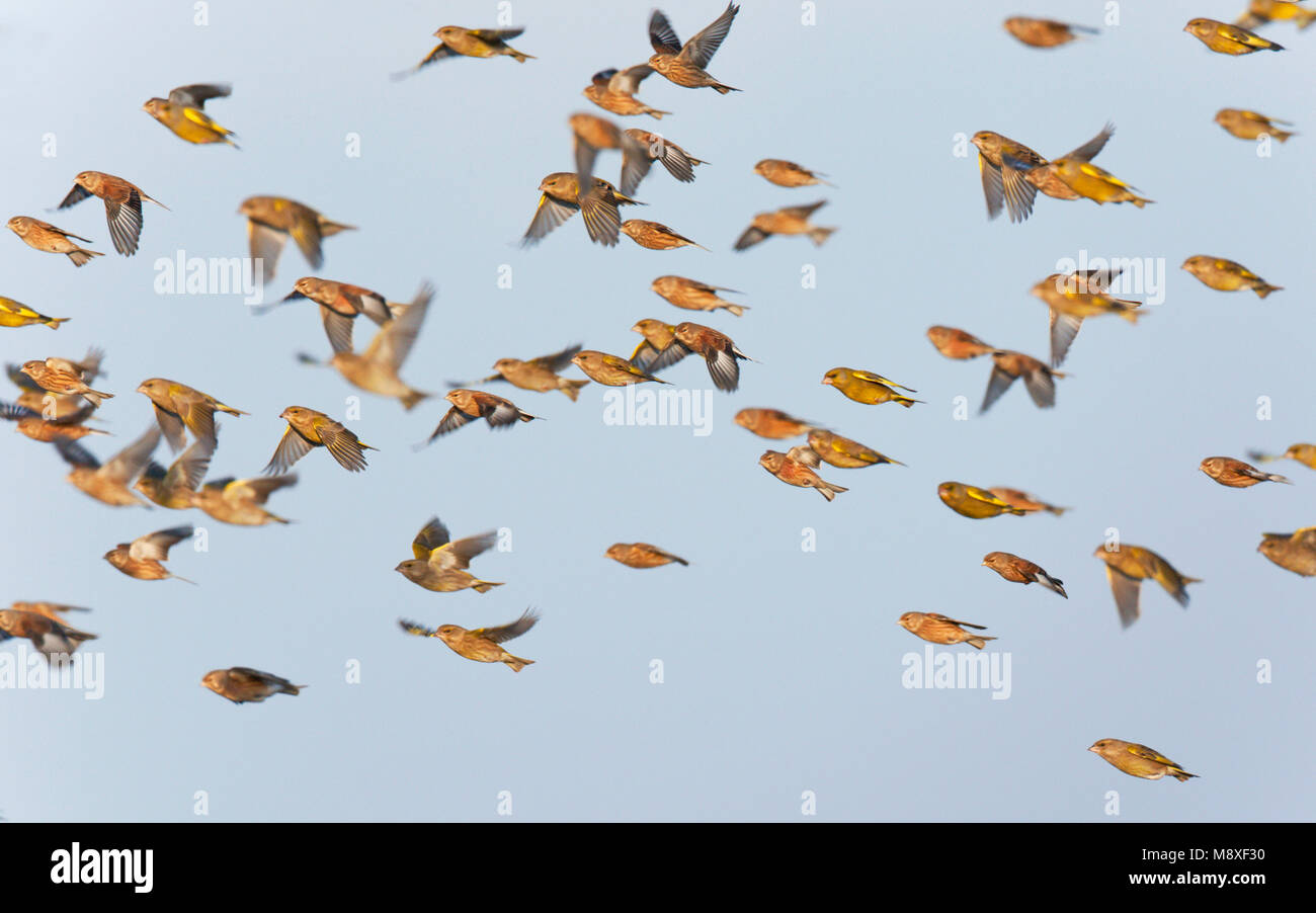 Akkervogels hi-res stock photography and images - Alamy