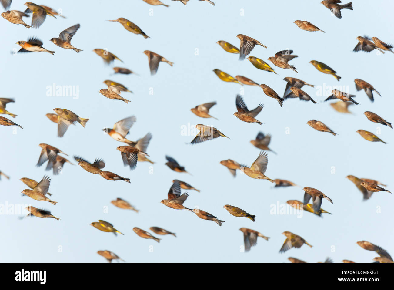Akkervogels hi-res stock photography and images - Alamy