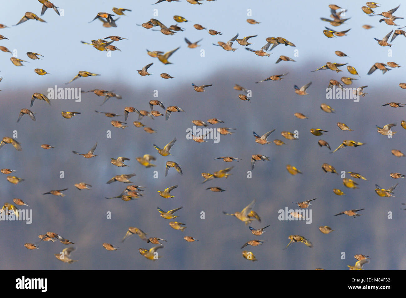 Akkervogels hi-res stock photography and images - Alamy
