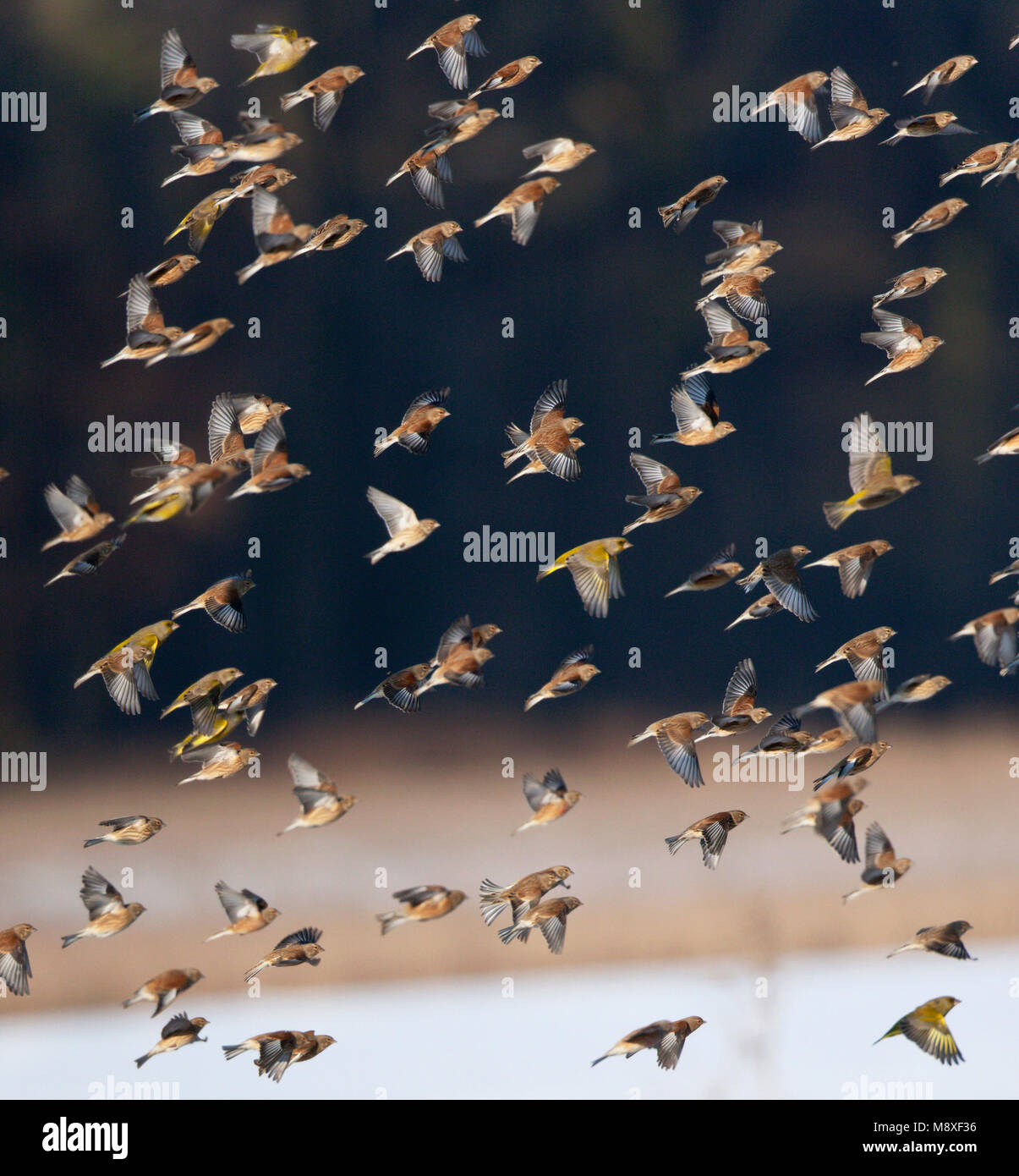 Zaadeters hi-res stock photography and images - Alamy