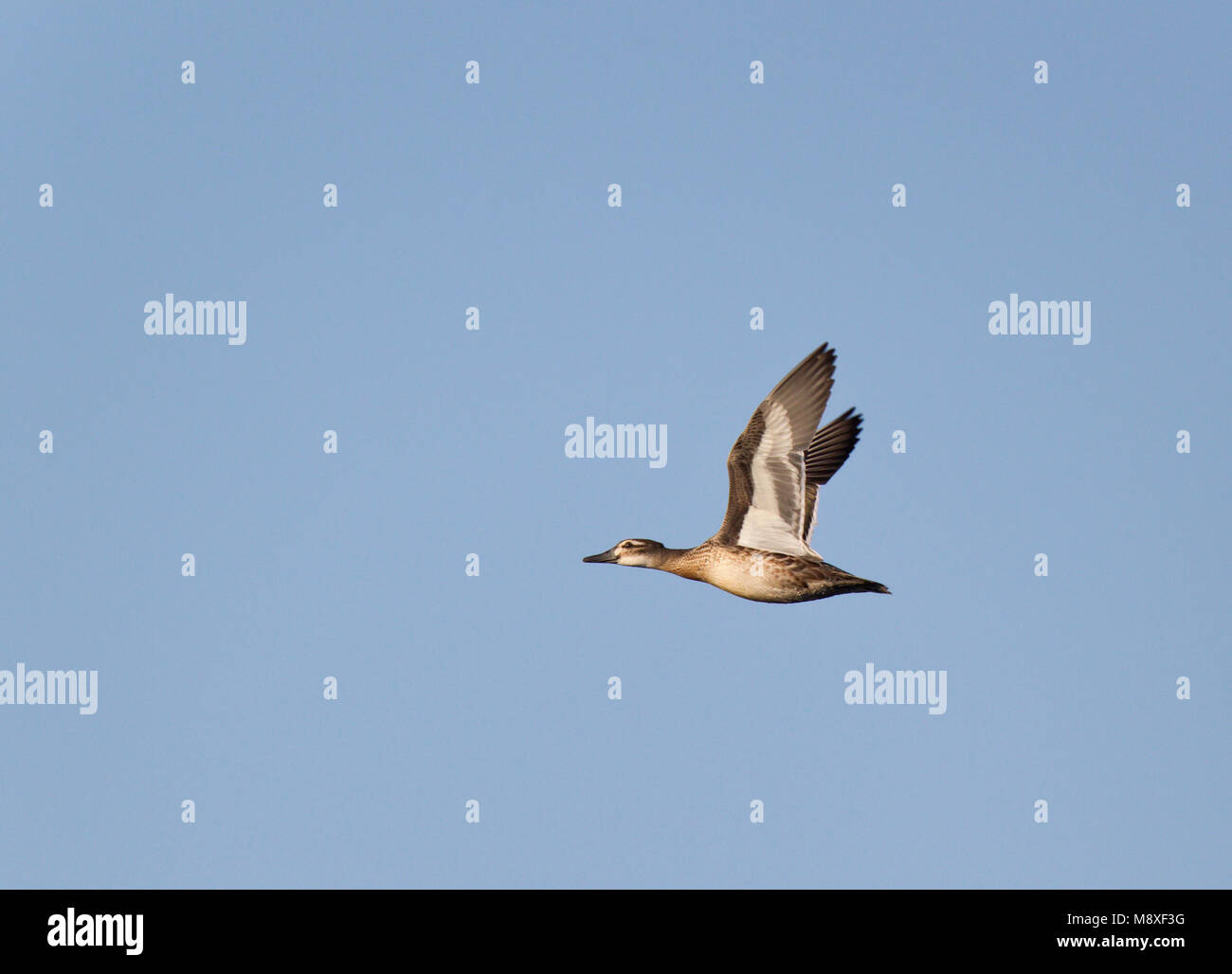 Trekkende, vliegende vrouwtje Zomertaling. Flying, migrating female ...