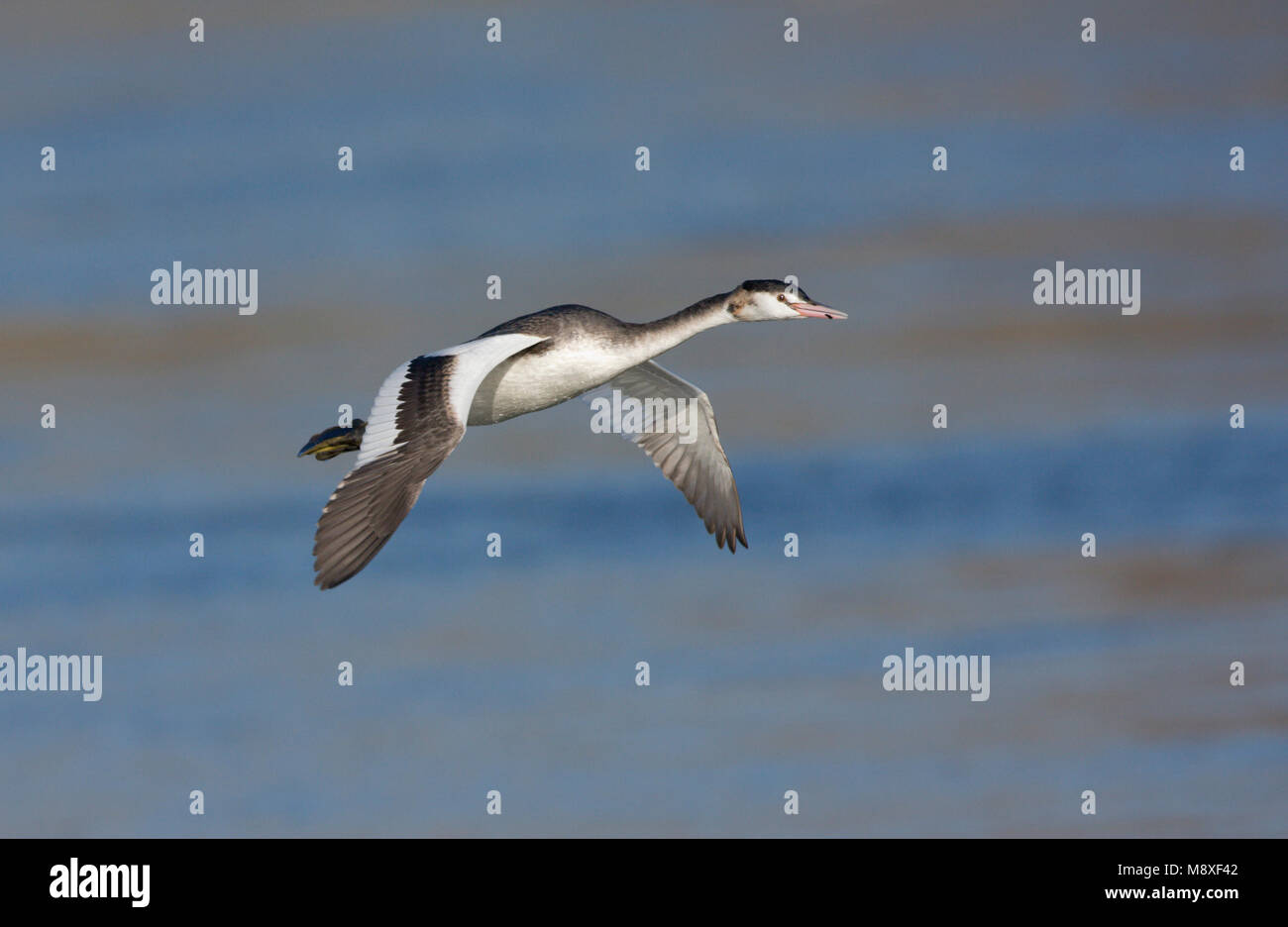 Great crested grebe in flight winter hi-res stock photography and ...