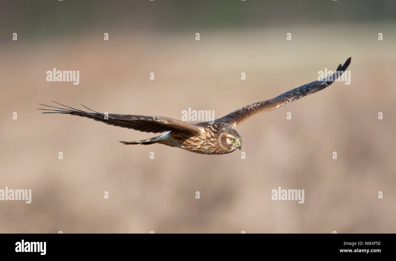 Jong mannetje Blauwe Kiekendief vliegend en jagend boven de velden ...