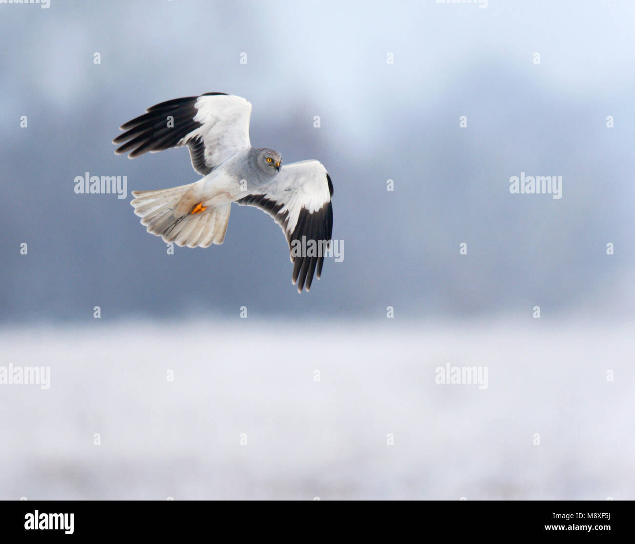 Male hen harrier hi-res stock photography and images - Alamy