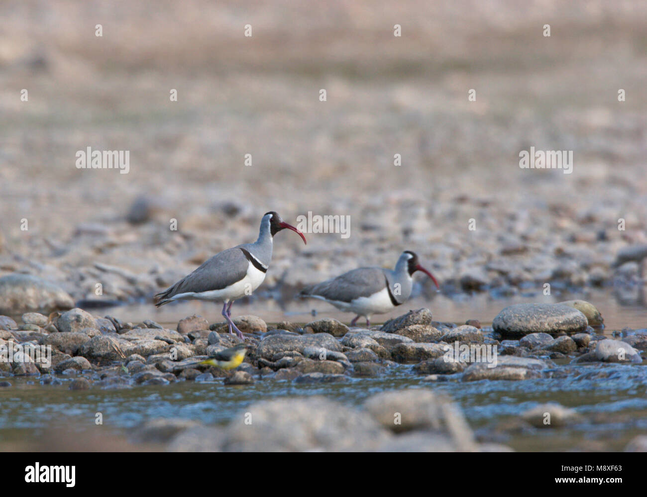 Ibisbill adult standing in a river; Ibissnavel volwassen staand in een ...