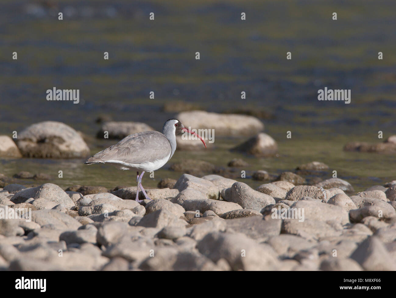 Ibisbill adult standing in a river; Ibissnavel volwassen staand in een ...
