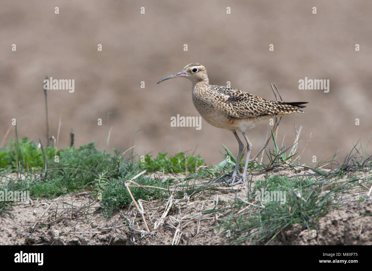 Little wimbrel hi-res stock photography and images - Alamy