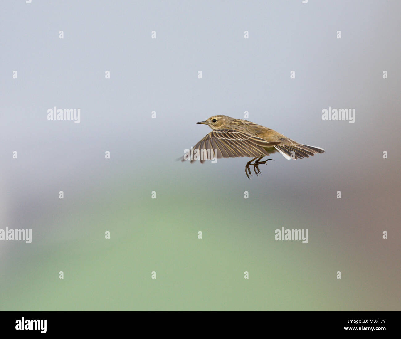 Vliegende Graspieper bidt en hangt even stil boven weiland. Flying ...