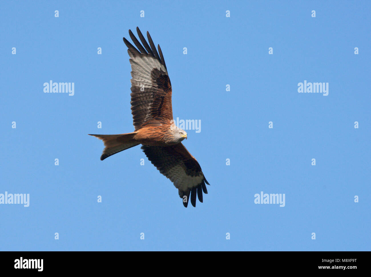 Vliegende Rode Wouw in blauwe lucht. Flying Red Kite against blue sky ...