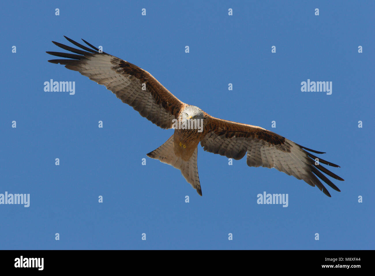 Rode ran hi-res stock photography and images - Alamy