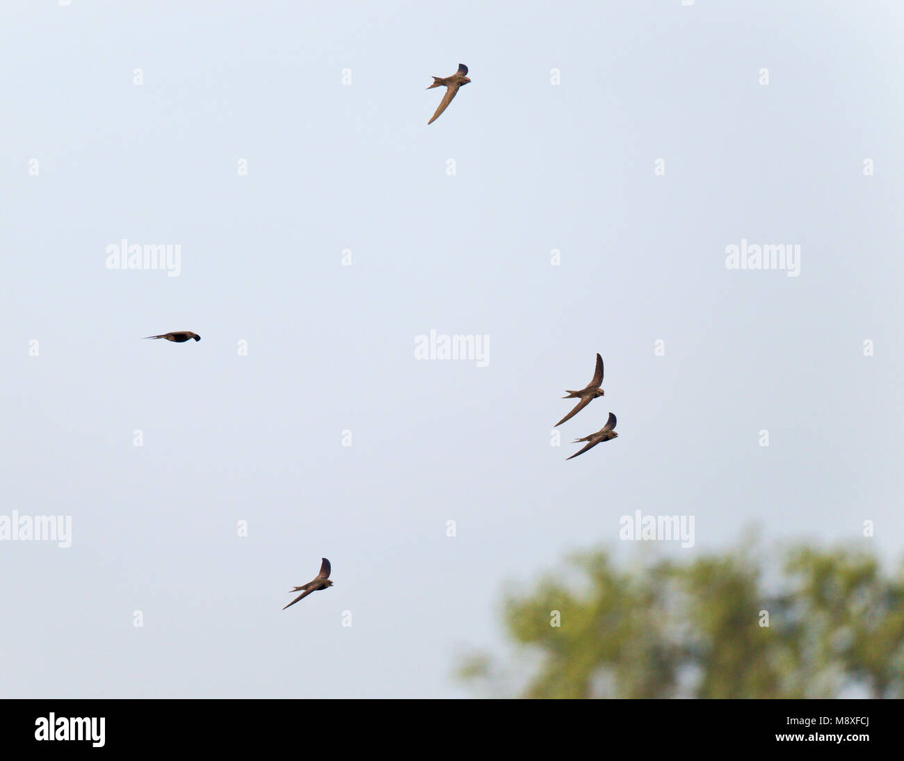 Groep vliegende, fouragerende Gierzwaluwen. Flying flock Common Swift ...