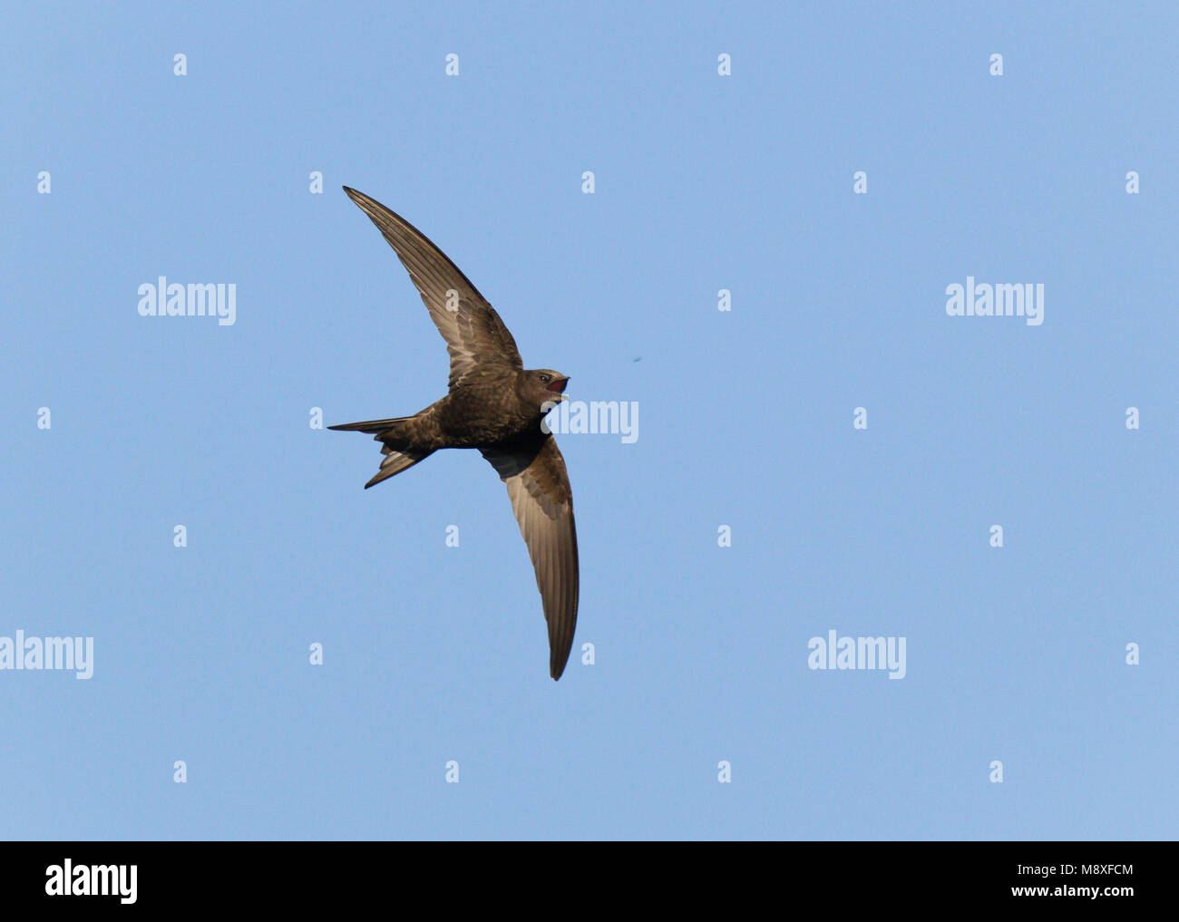 Vliegende, fouragerende Gierzwaluw. Flying Common Swift Stock Photo - Alamy