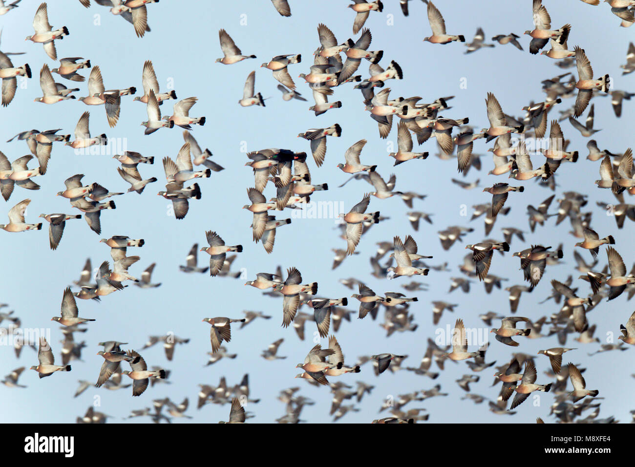 Grote groep Houtduiven opvliegend van akkerreservaat. Flying flock of ...