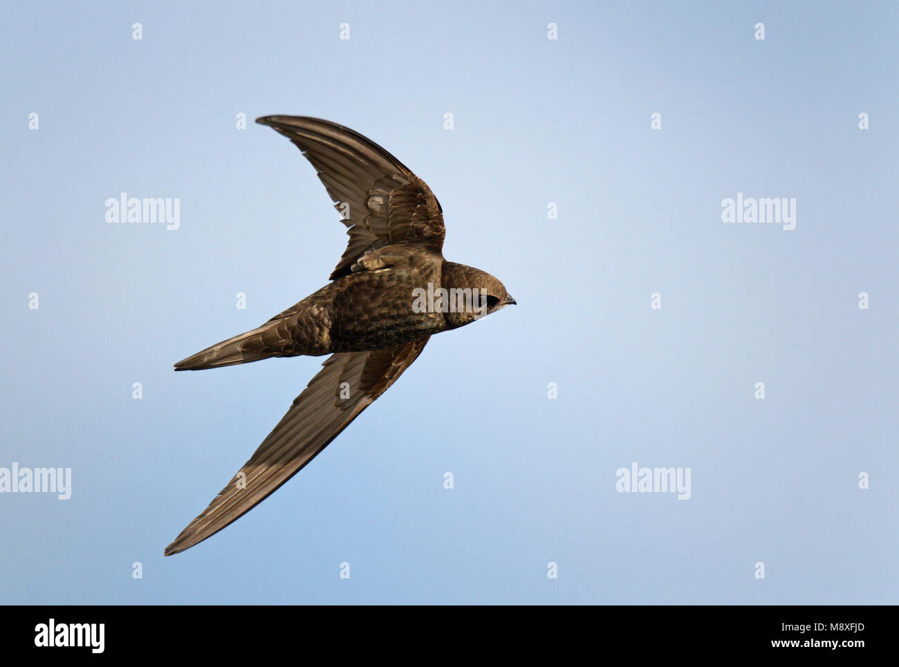 Vliegende fouragerende Gierzwaluw;Flying foraging Common Swift Stock ...