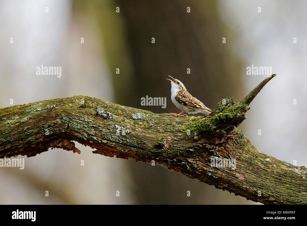 Boom branche hi-res stock photography and images - Alamy