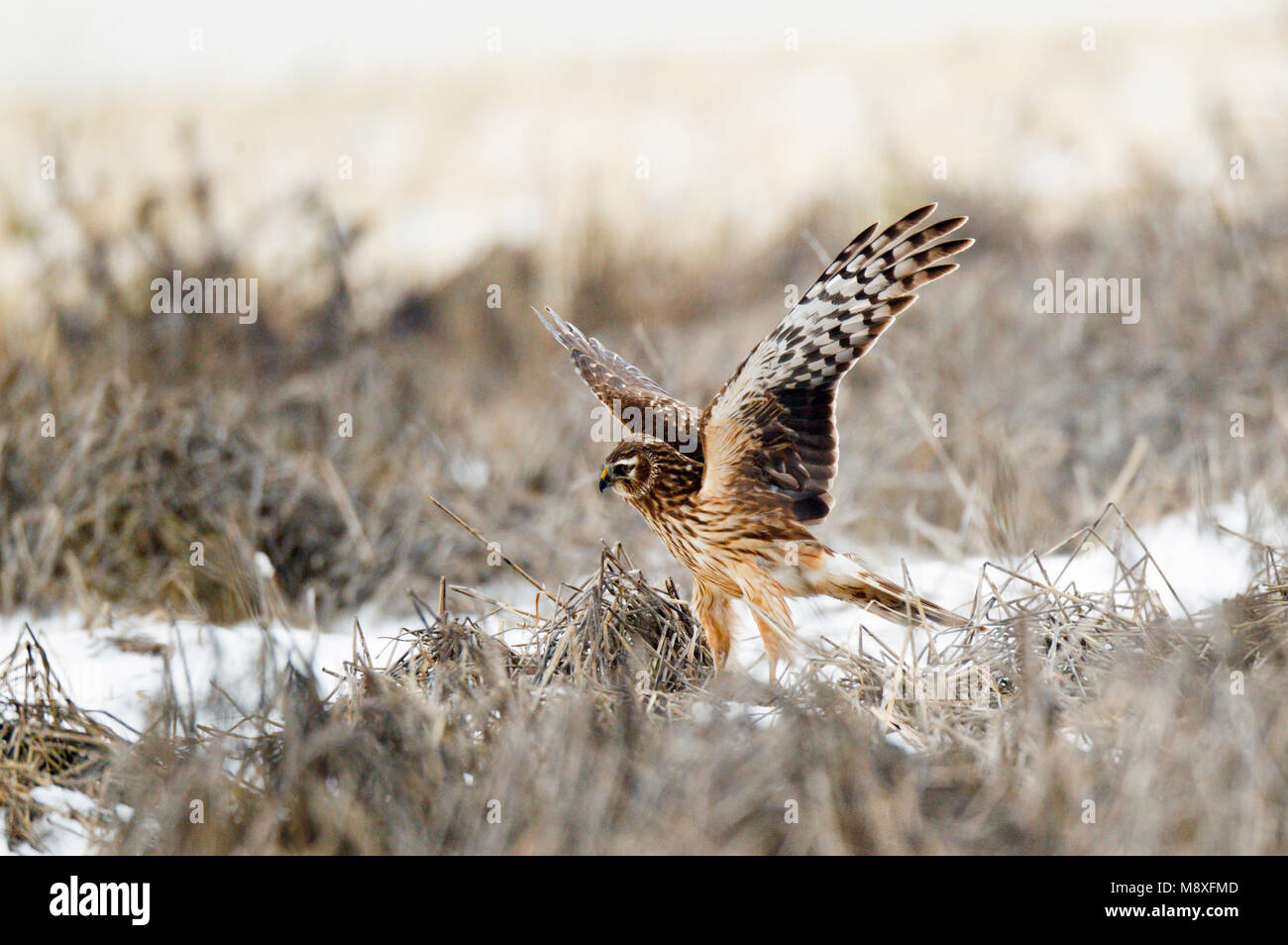Male hen harrier hi-res stock photography and images - Alamy