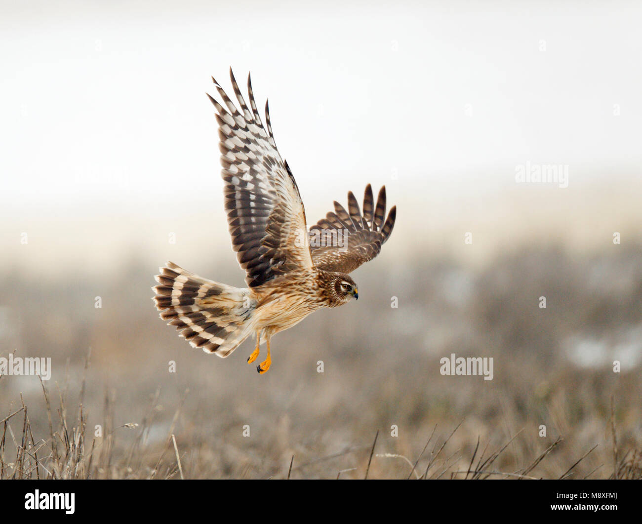 Male hen harrier hi-res stock photography and images - Alamy