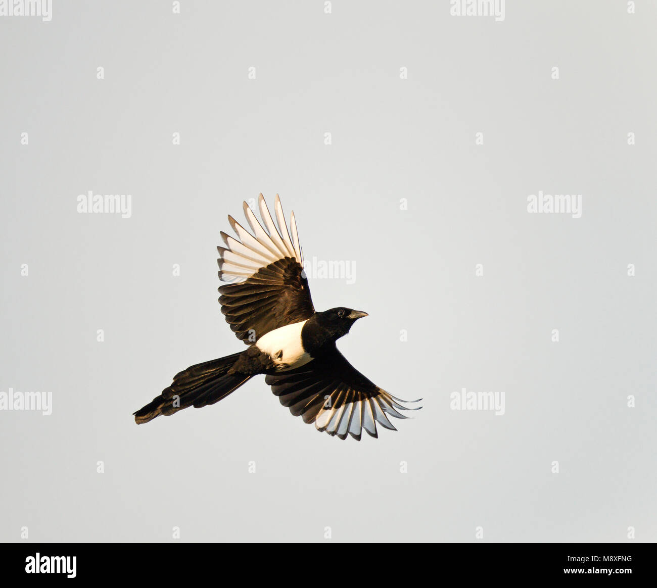 Magpie Flying Stock Photos & Magpie Flying Stock Images - Alamy