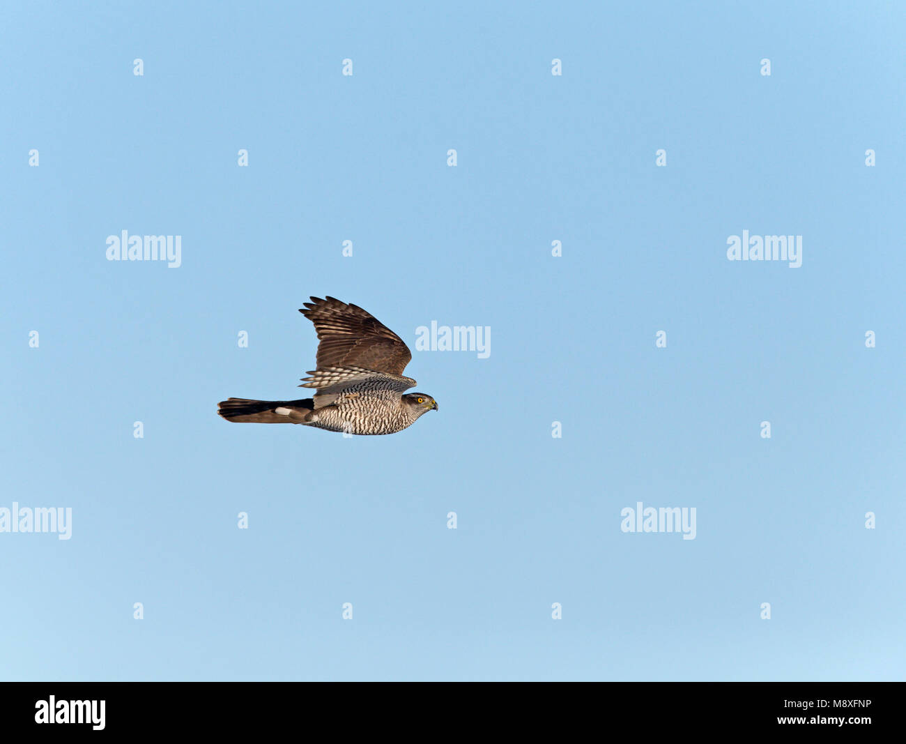 Vliegende adulte Havik; Flying adult Northern Goshawk Stock Photo - Alamy