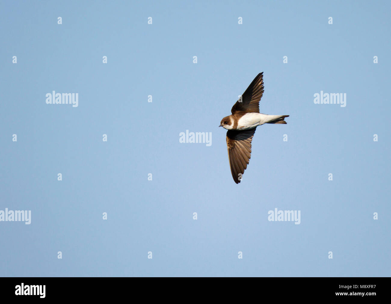 Vliegende Oeverzwaluw in onderaanzicht;Flying Sand Martin Stock Photo ...