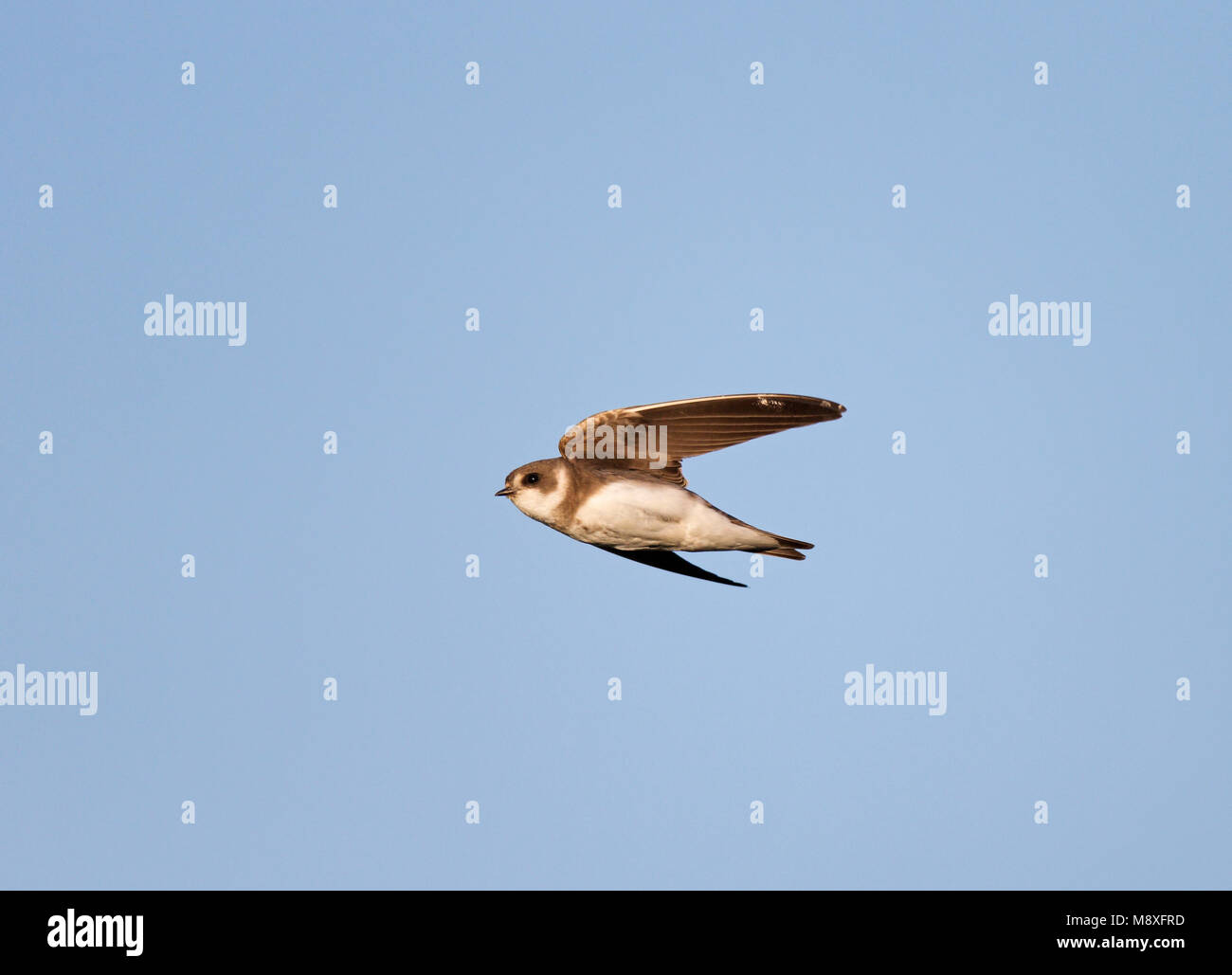 Vliegende Oeverzwaluw; Flying Sand Martin Stock Photo - Alamy