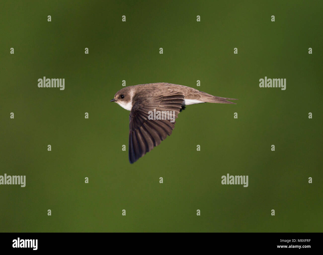 Vliegende Oeverzwaluw tegen groene achtergrond; Flying Sand Martin ...