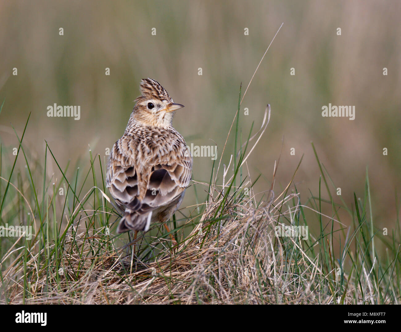Veldleeuwerik zittend in ruig grasland;Skylark sitting in pasture Stock ...