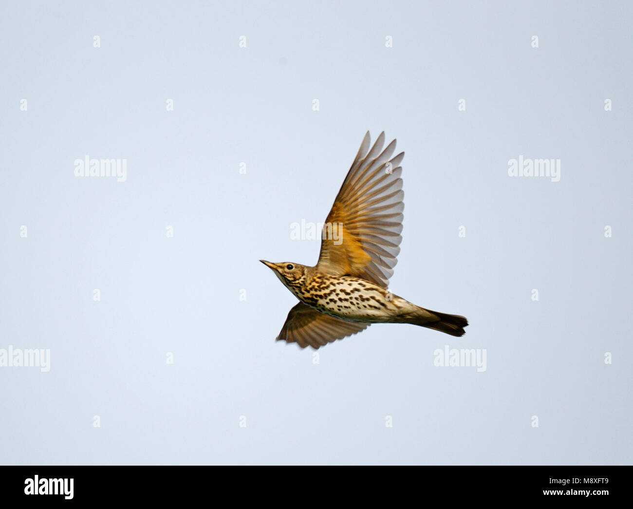 Vliegende, trekkende Zanglijster tegen een blauwe lucht ; Flying ...