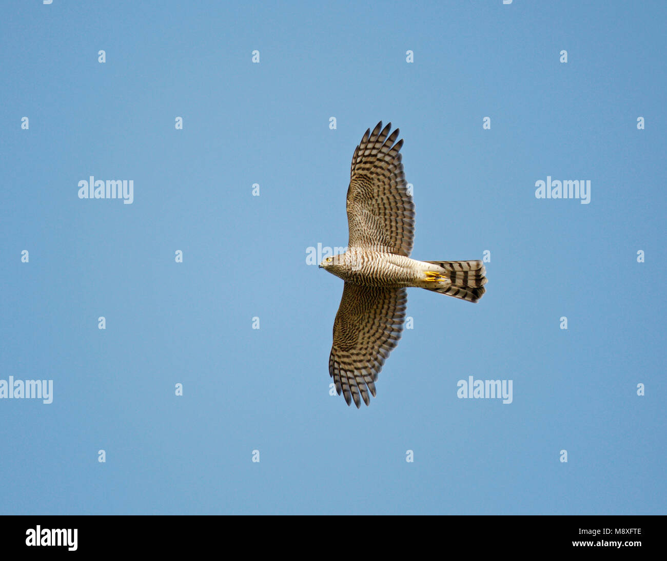 Sparrowhawk flying hi-res stock photography and images - Alamy