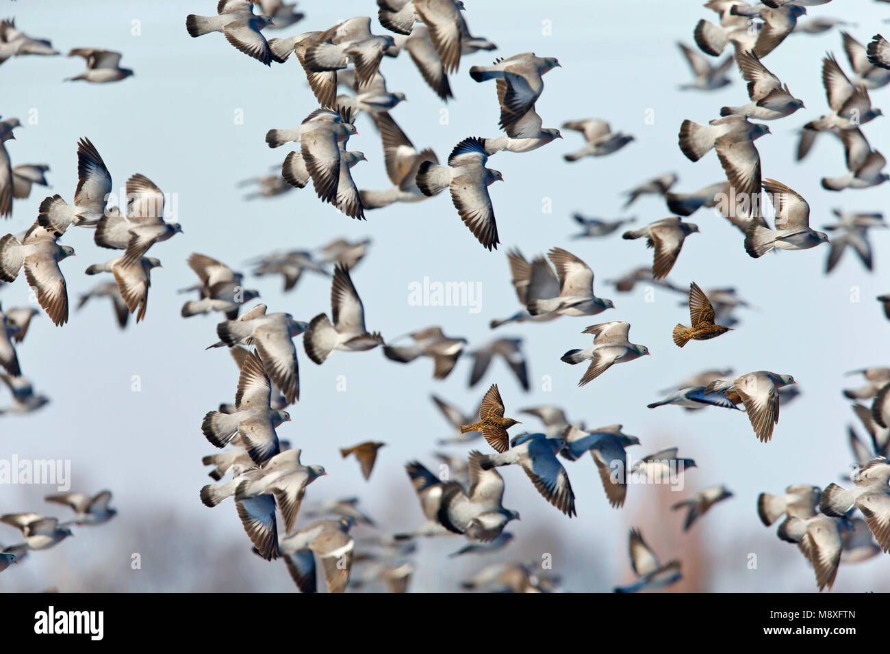 Grote dichte groep vliegende trekkende Holenduiven;Big and dense flock ...