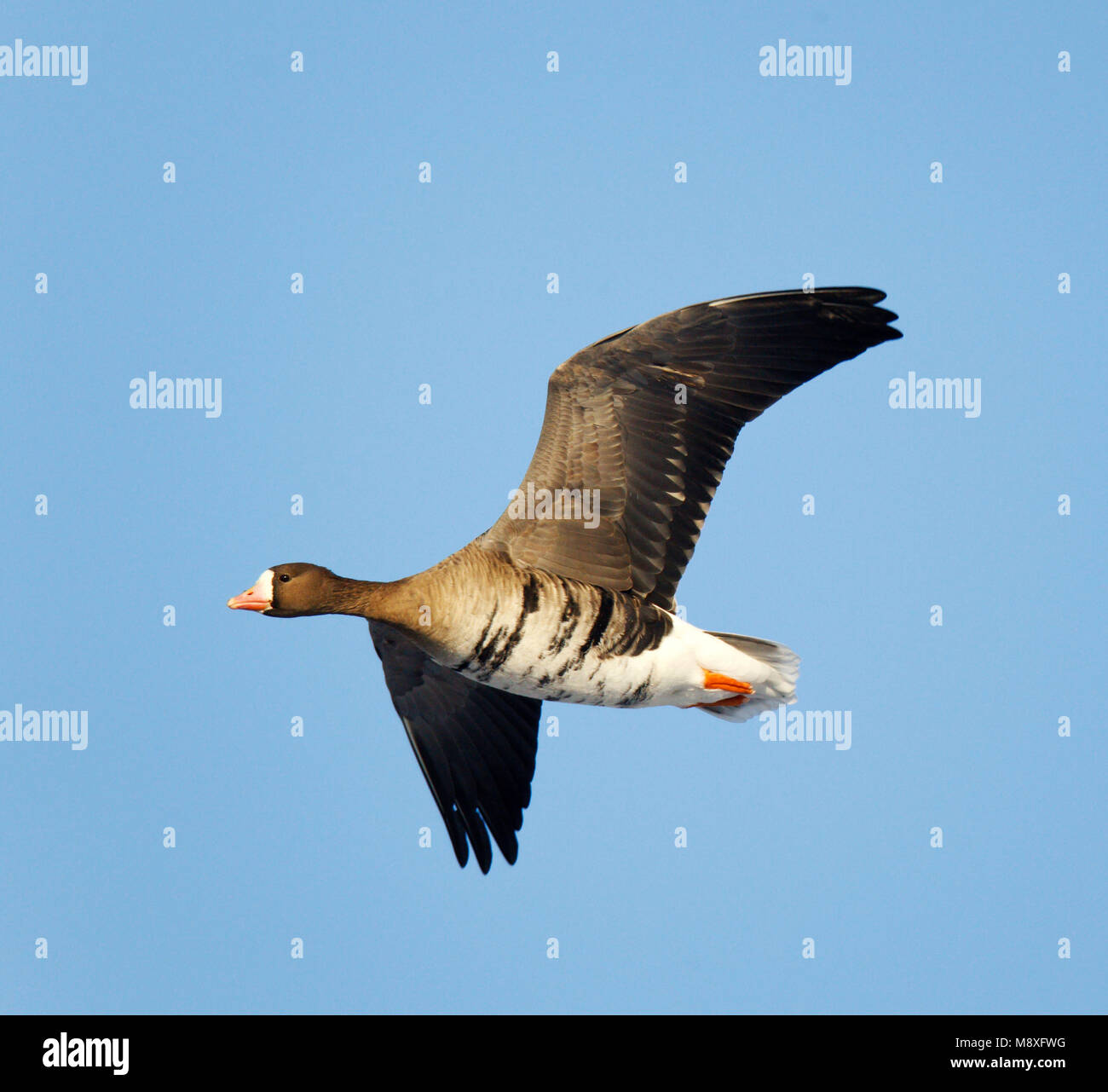Vliegende, trekkende Kolgans tegen een blauwe lucht ; Flying, migrating ...