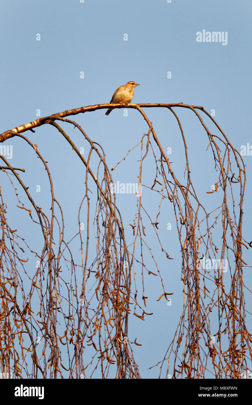Lark tree hi-res stock photography and images - Alamy