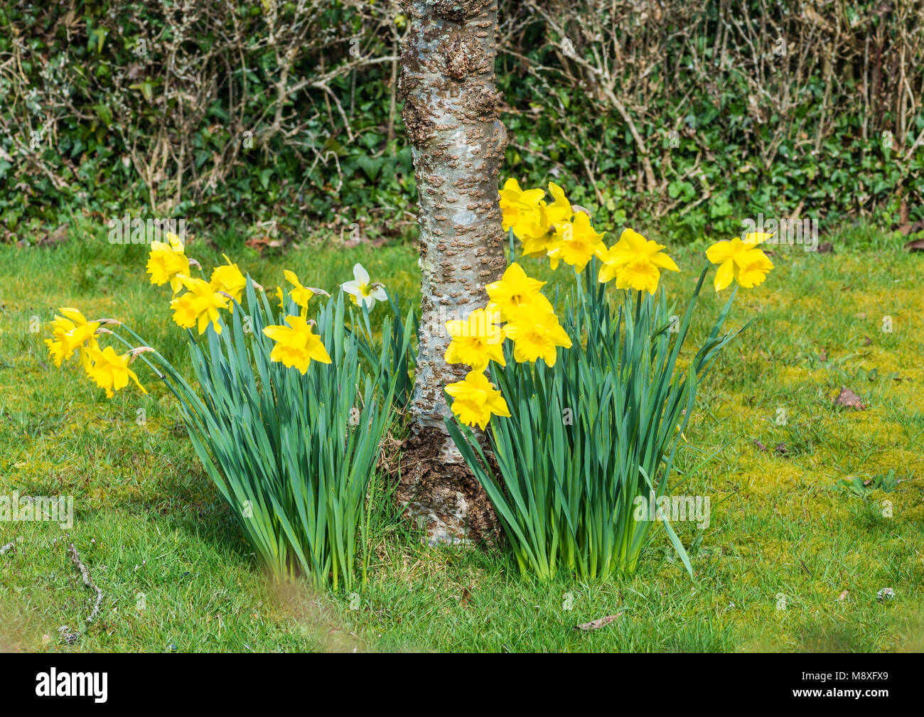 A shot of some daffodils around the base of a tree trunk Stock Photo ...