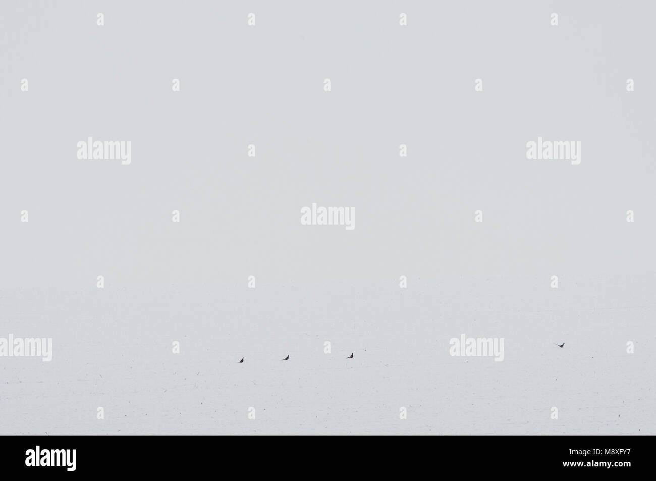 Fazanten in wit landschap, Pheasants in white landscape Stock Photo - Alamy