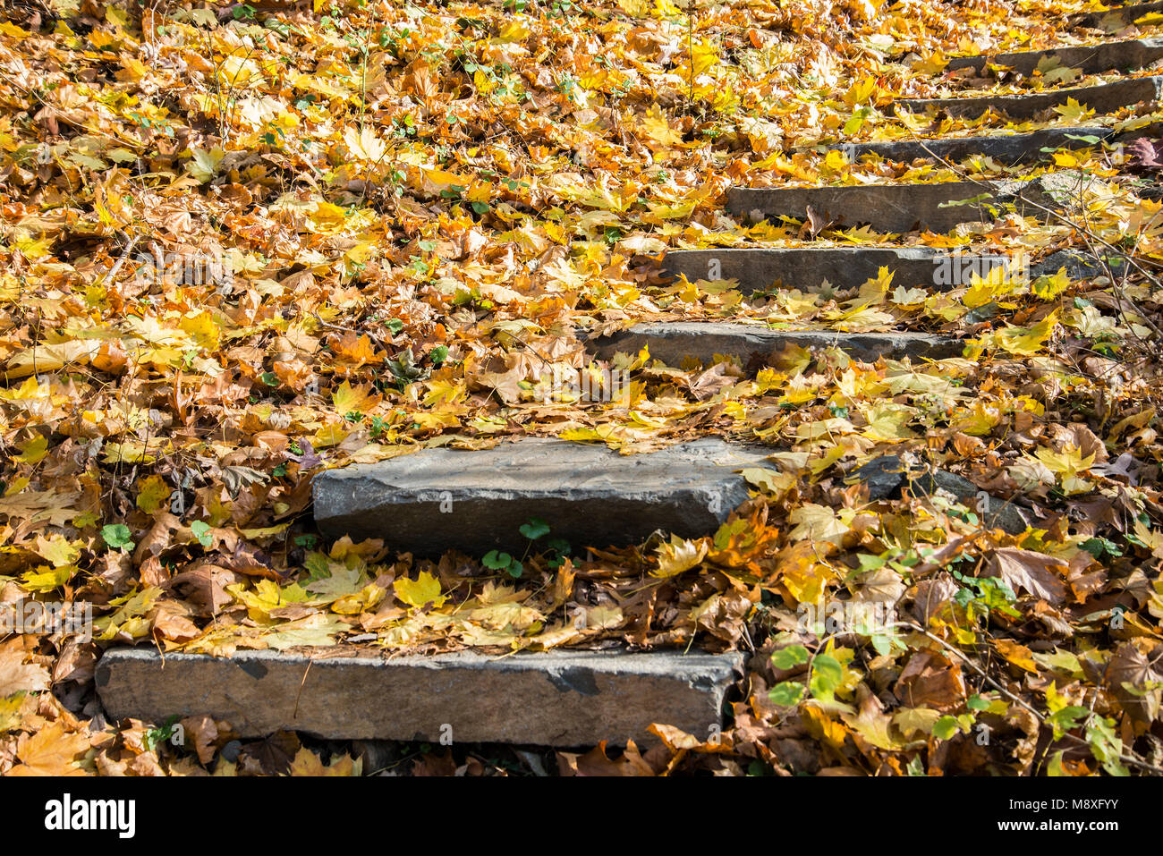Yellow steps hi-res stock photography and images - Alamy