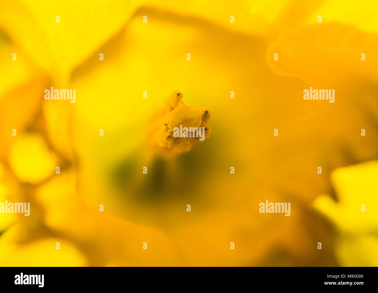 A macro shot looking inside a yellow daffodil trumpet Stock Photo - Alamy