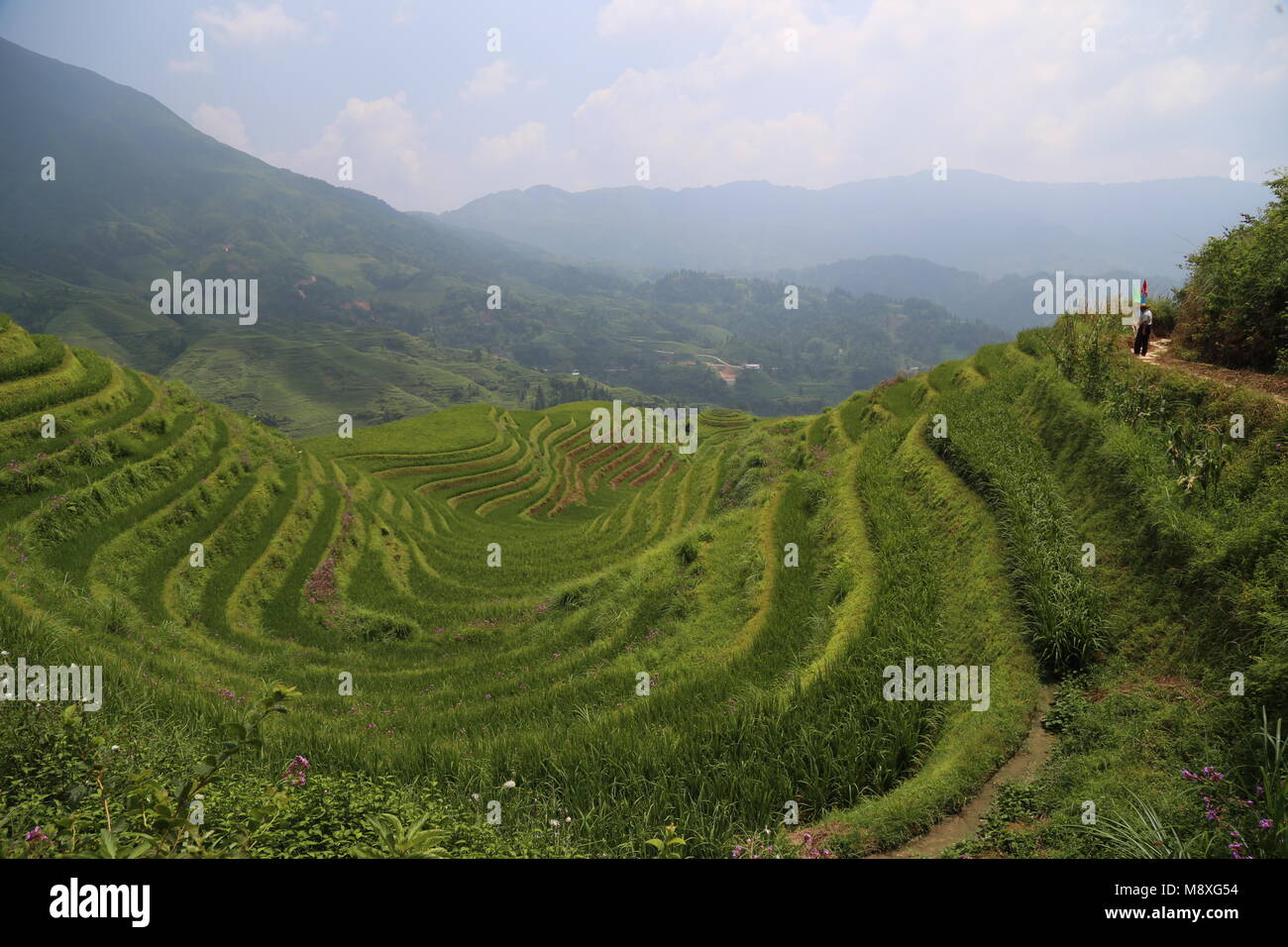 Chinese Rice Terraces Stock Photo - Alamy