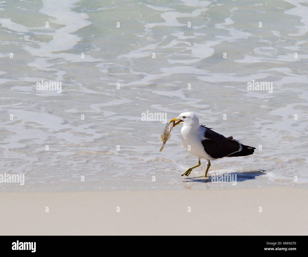 Gull with fish hi-res stock photography and images - Alamy