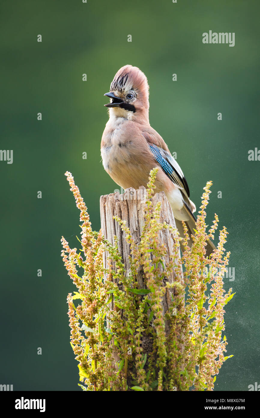 Adult jay calling his young Stock Photo - Alamy
