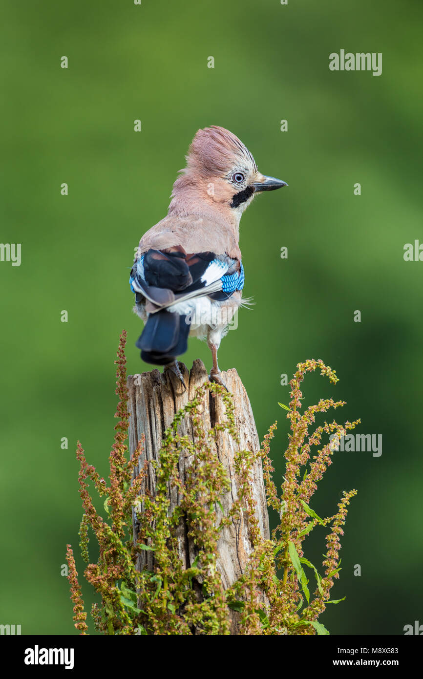 Jay bird adult hi-res stock photography and images - Alamy