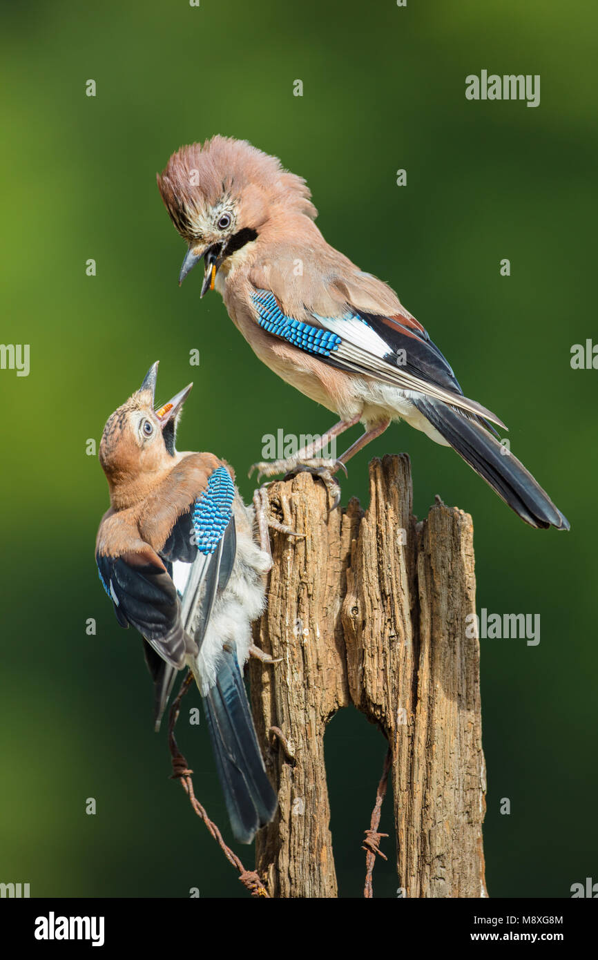 Juvenile jay hi-res stock photography and images - Alamy