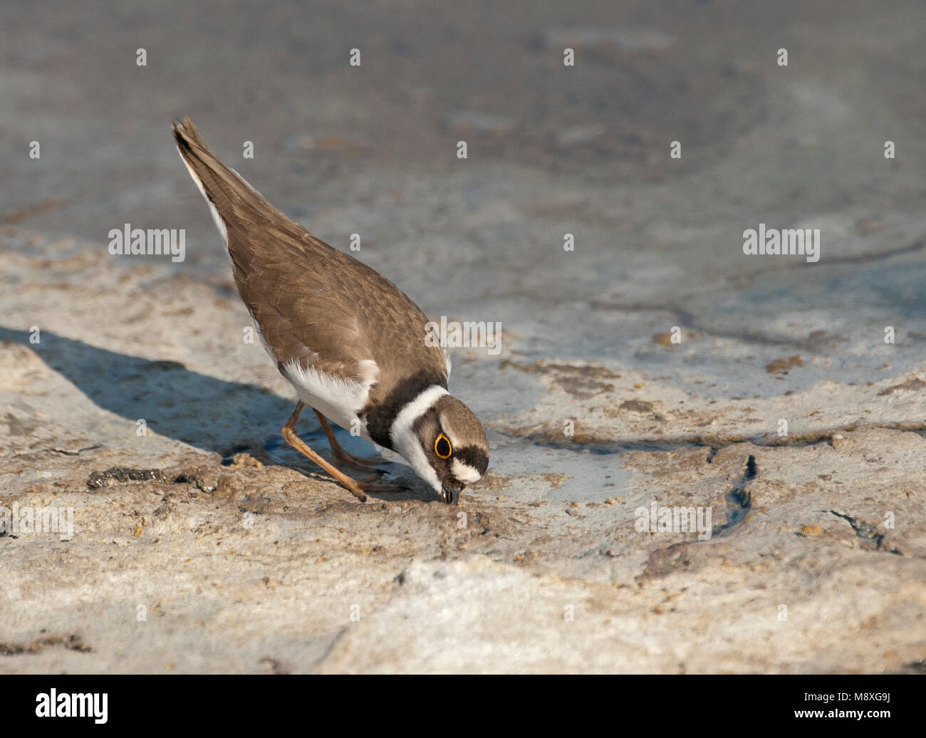 Kleine Plevier; Little Ringed Plover Stock Photo - Alamy