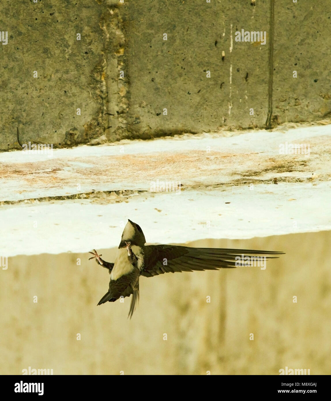 Swift bird nest hi-res stock photography and images - Alamy