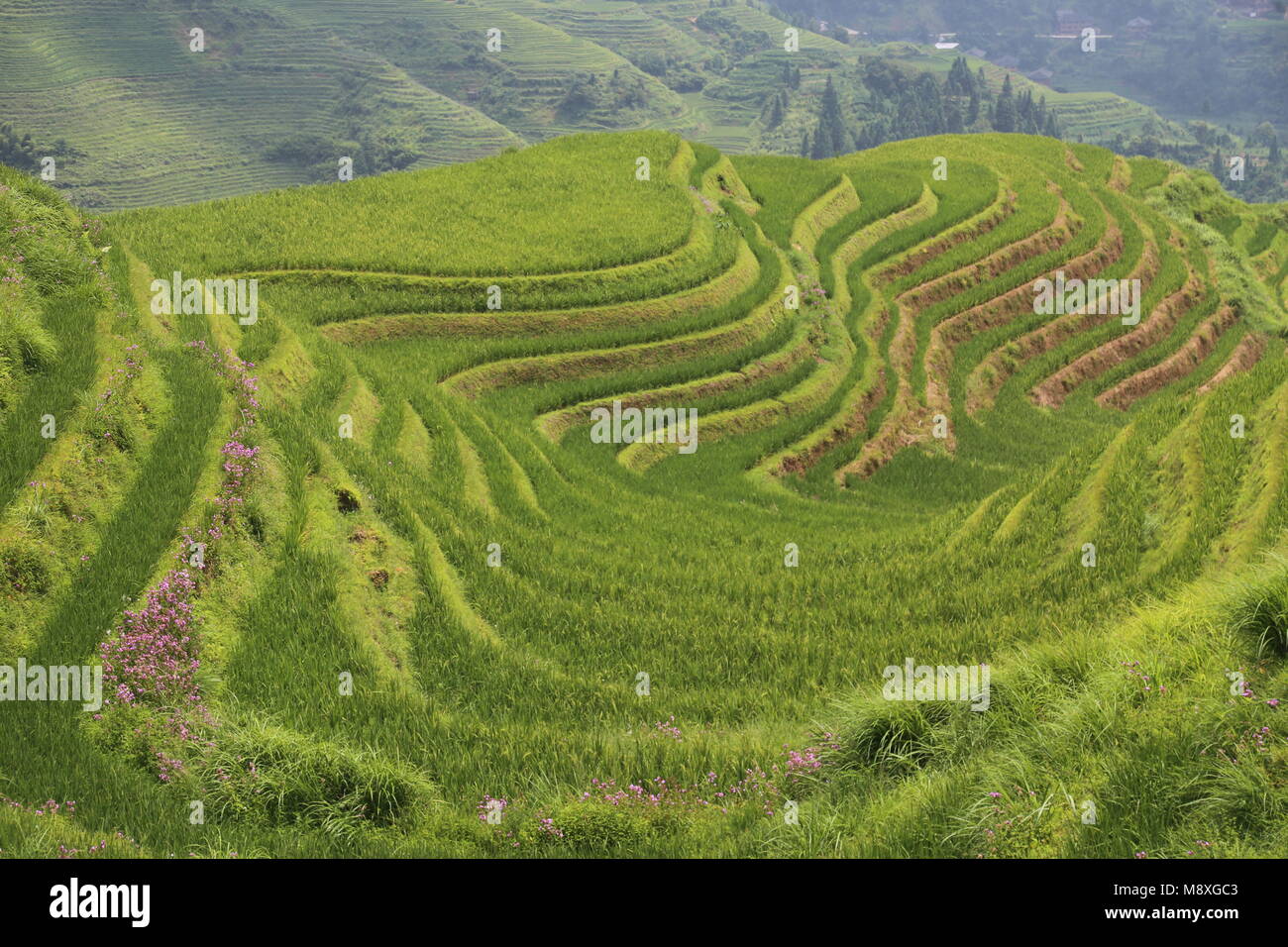 Rice Terraces in Guilin, China Stock Photo - Alamy