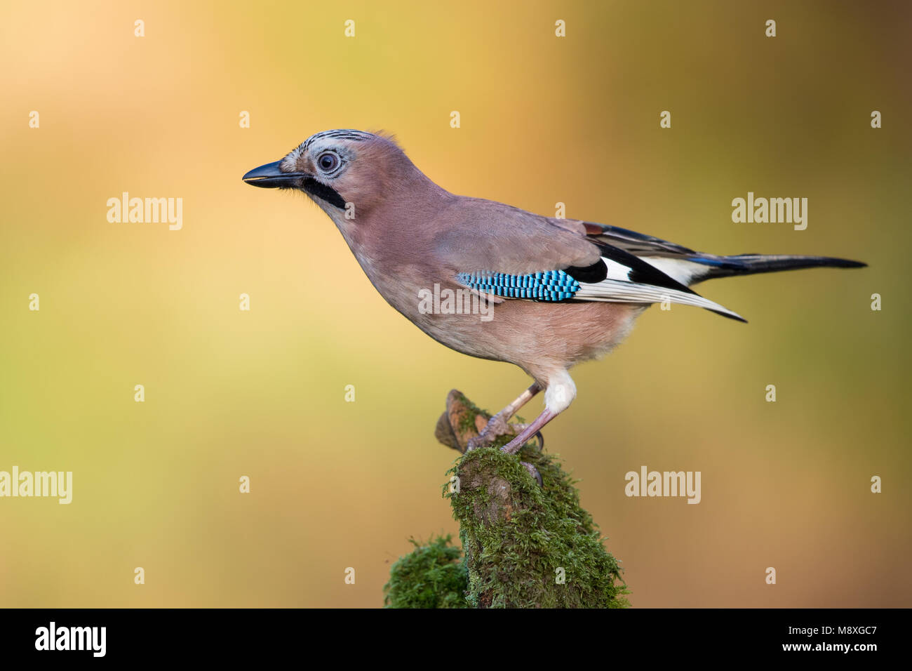 Jay bird hi-res stock photography and images - Alamy